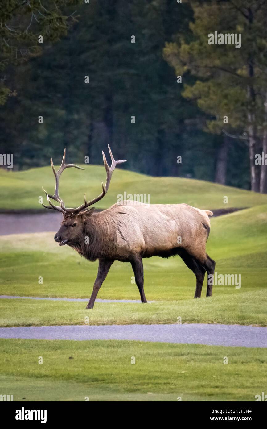large bull elk crossing the golf course in banff while bugeling Stock ...