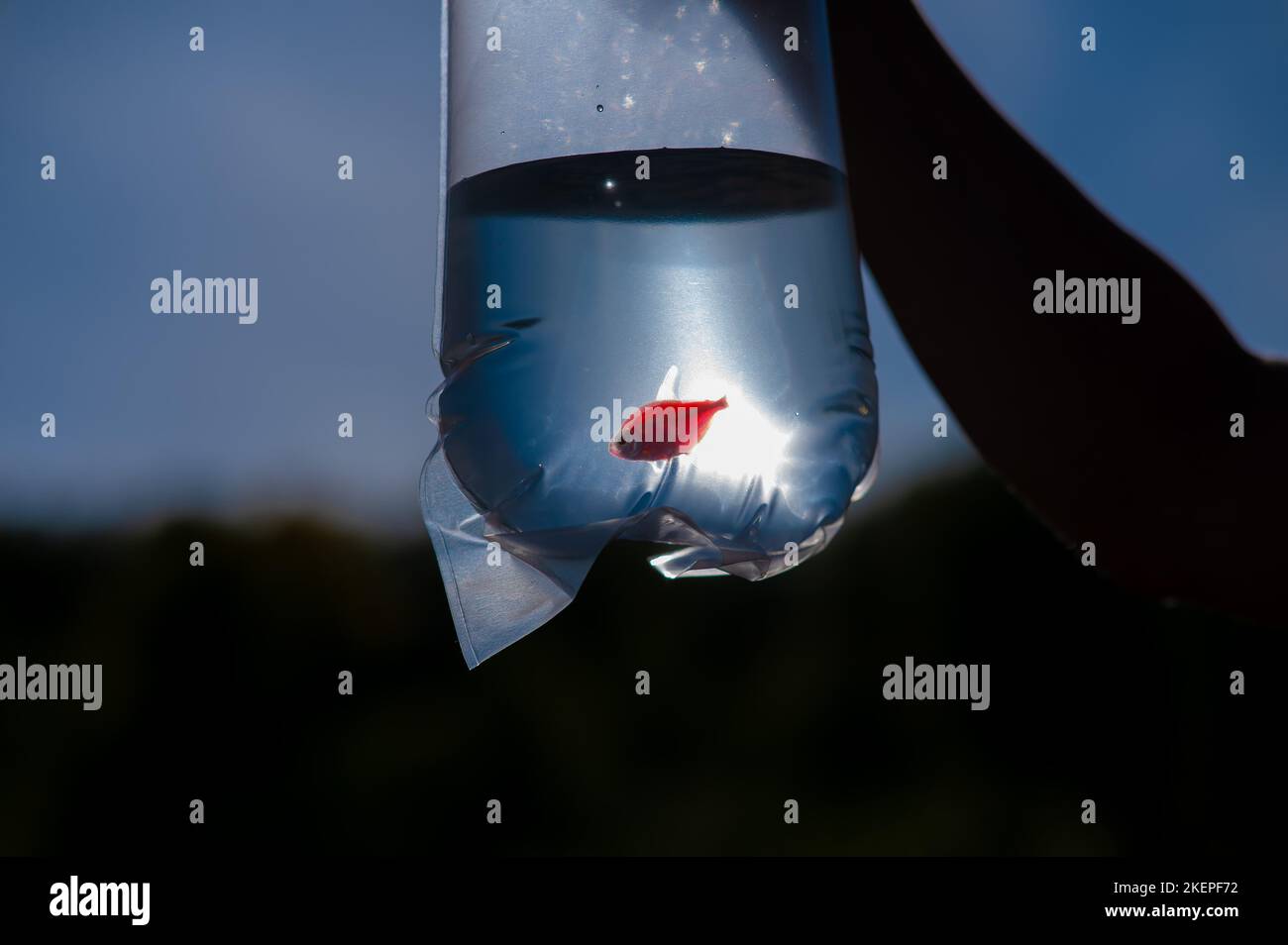 Goldfish in a plastic bag. Fish from the pet store Stock Photo - Alamy