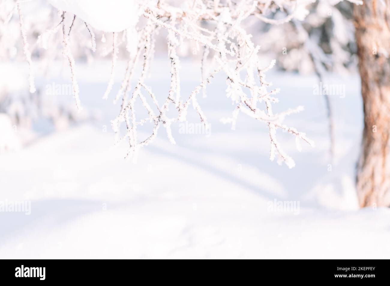 Outside tree in hoarfrost background against snowdrifts Stock Photo - Alamy