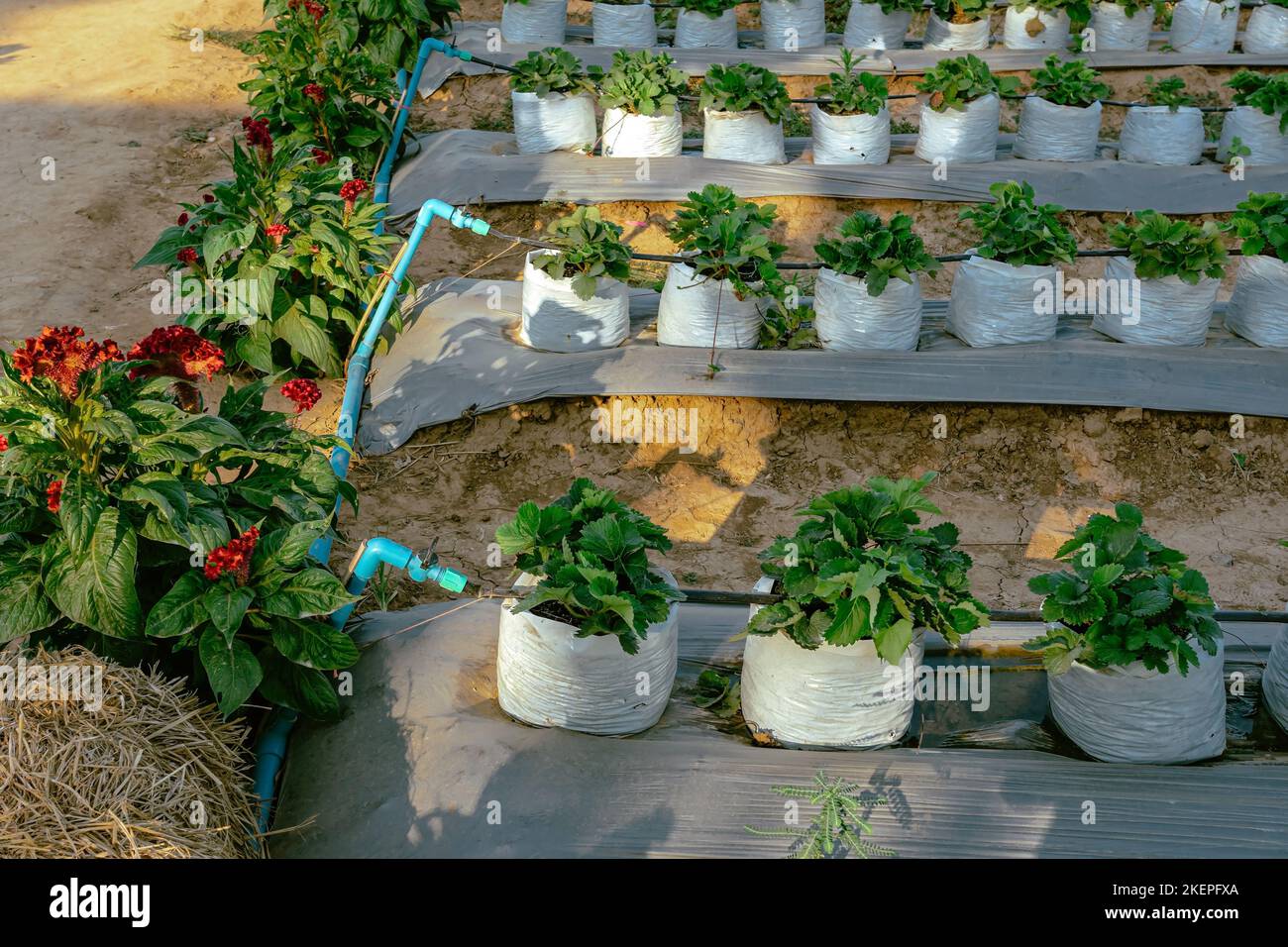 Valves drip irrigation system in organic strawberry farm. Watering ...