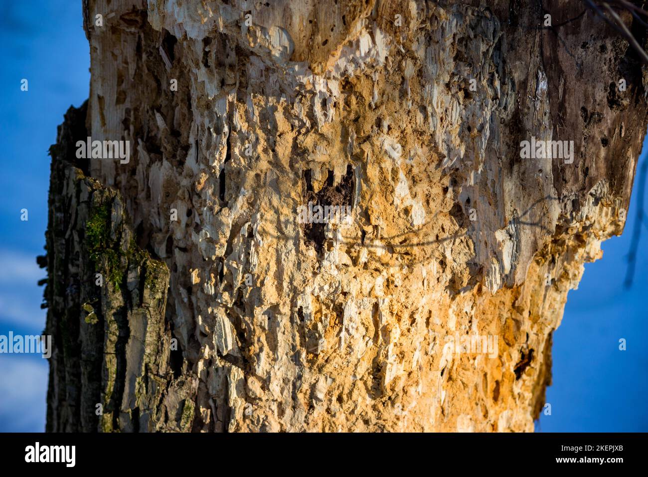 The surface of an old rotten stump eaten by beetles and bark beetles ...