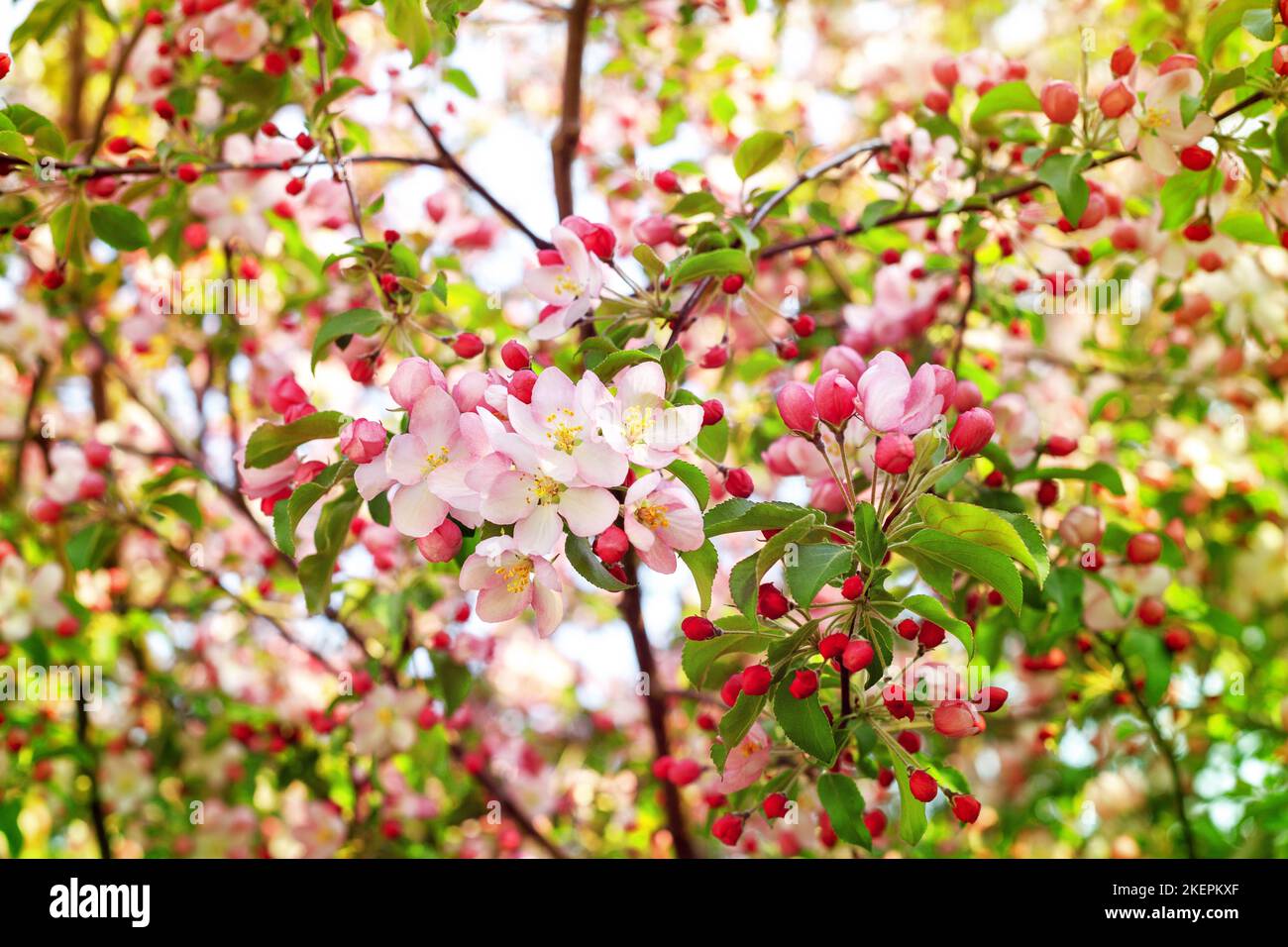 Blooming pink white flowers on apple tree branches closeup, red cherry ...