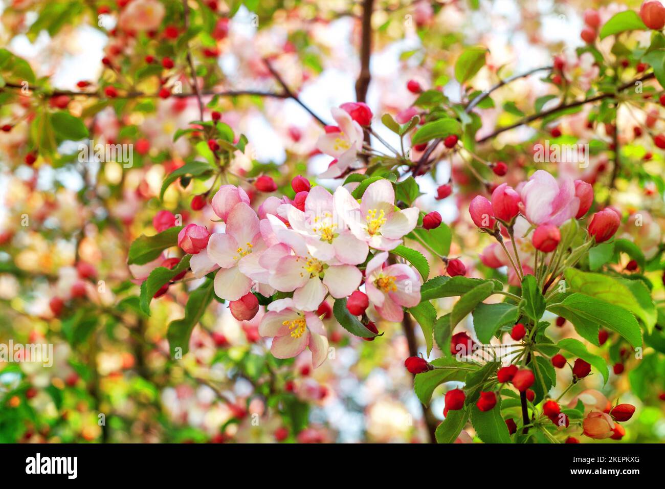 Blooming pink white flowers on apple tree branches closeup, red cherry ...