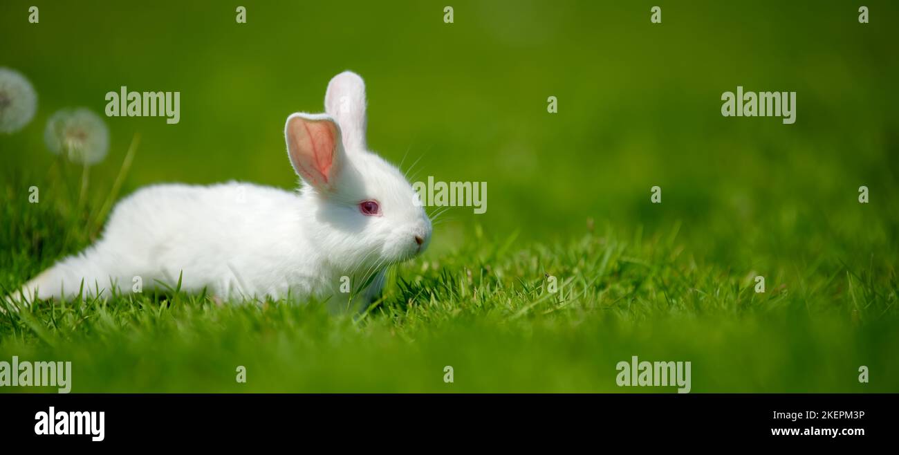 Funny little white rabbit on spring green grass with dandelion. Farm ...