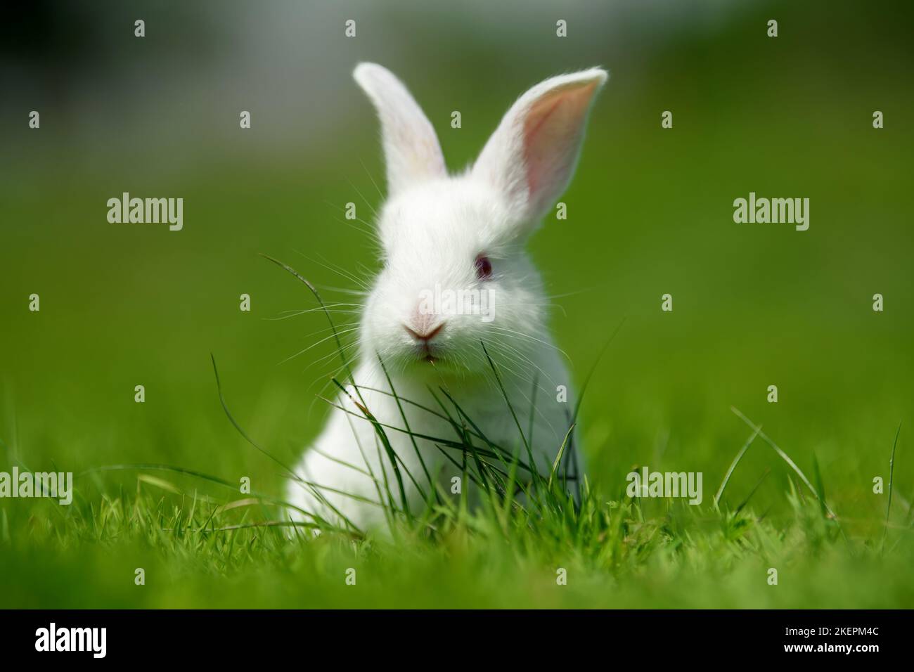 Funny little white rabbit on spring green grass. Farm concept Stock ...