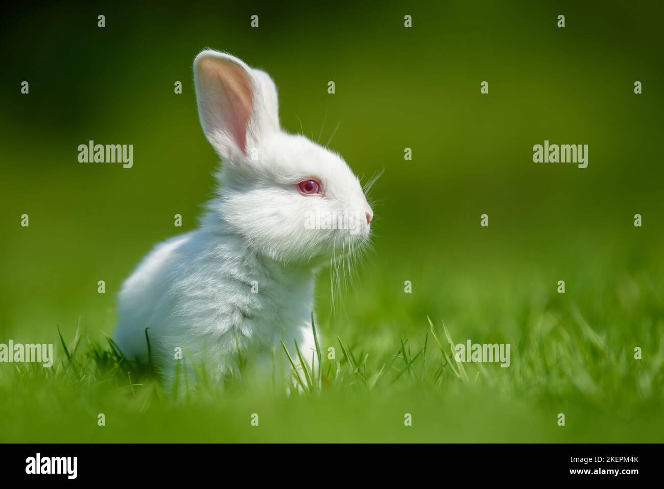 Funny little white rabbit on spring green grass. Farm concept Stock ...