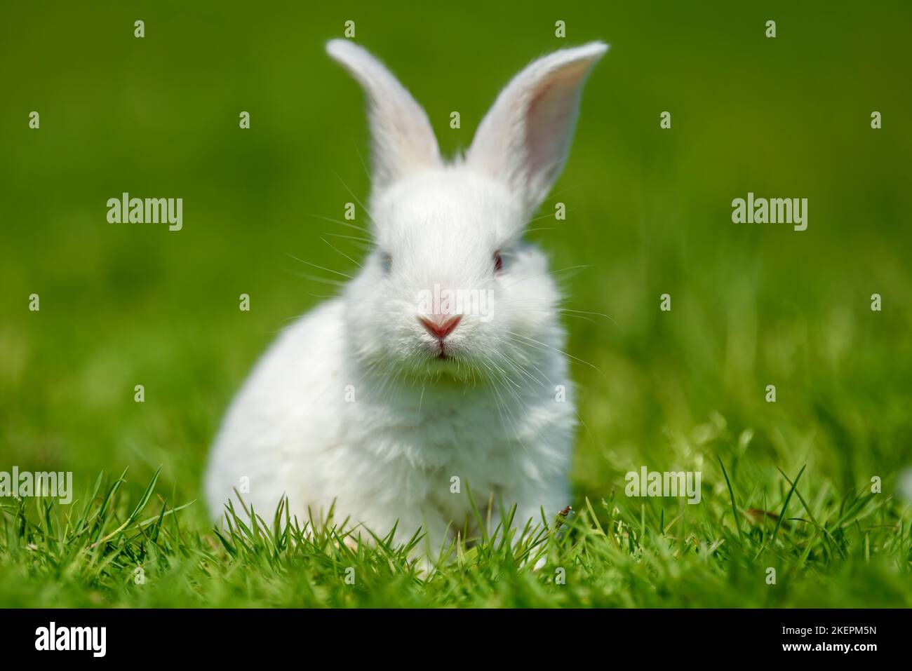 Funny little white rabbit on spring green grass. Farm concept Stock ...