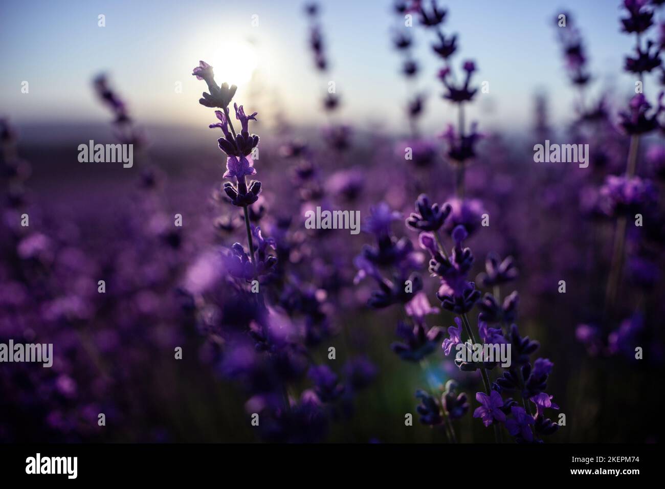 Lavender flower background with beautiful purple colors and boke Stock ...