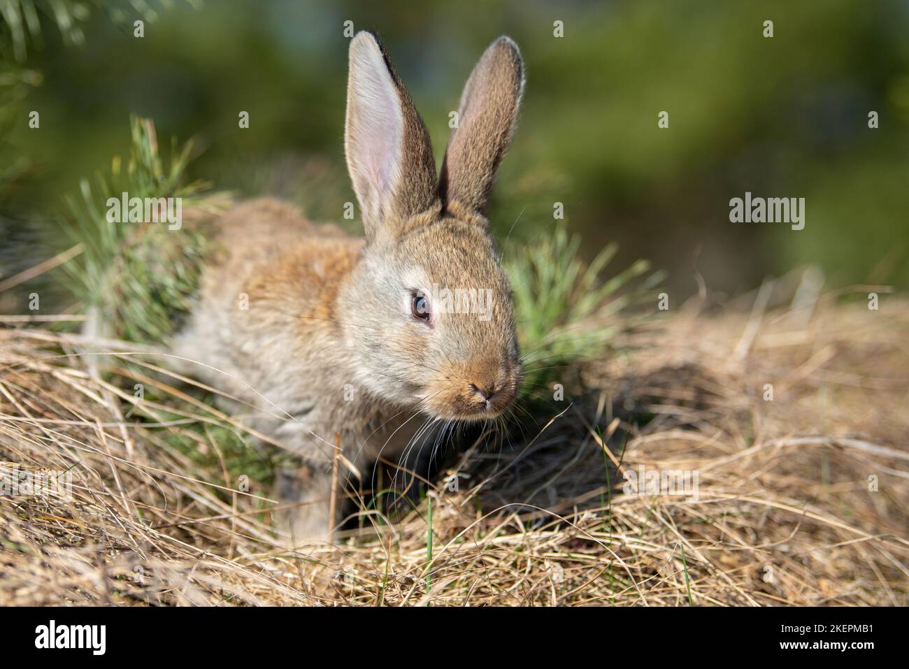 Chinese hare hi-res stock photography and images - Alamy