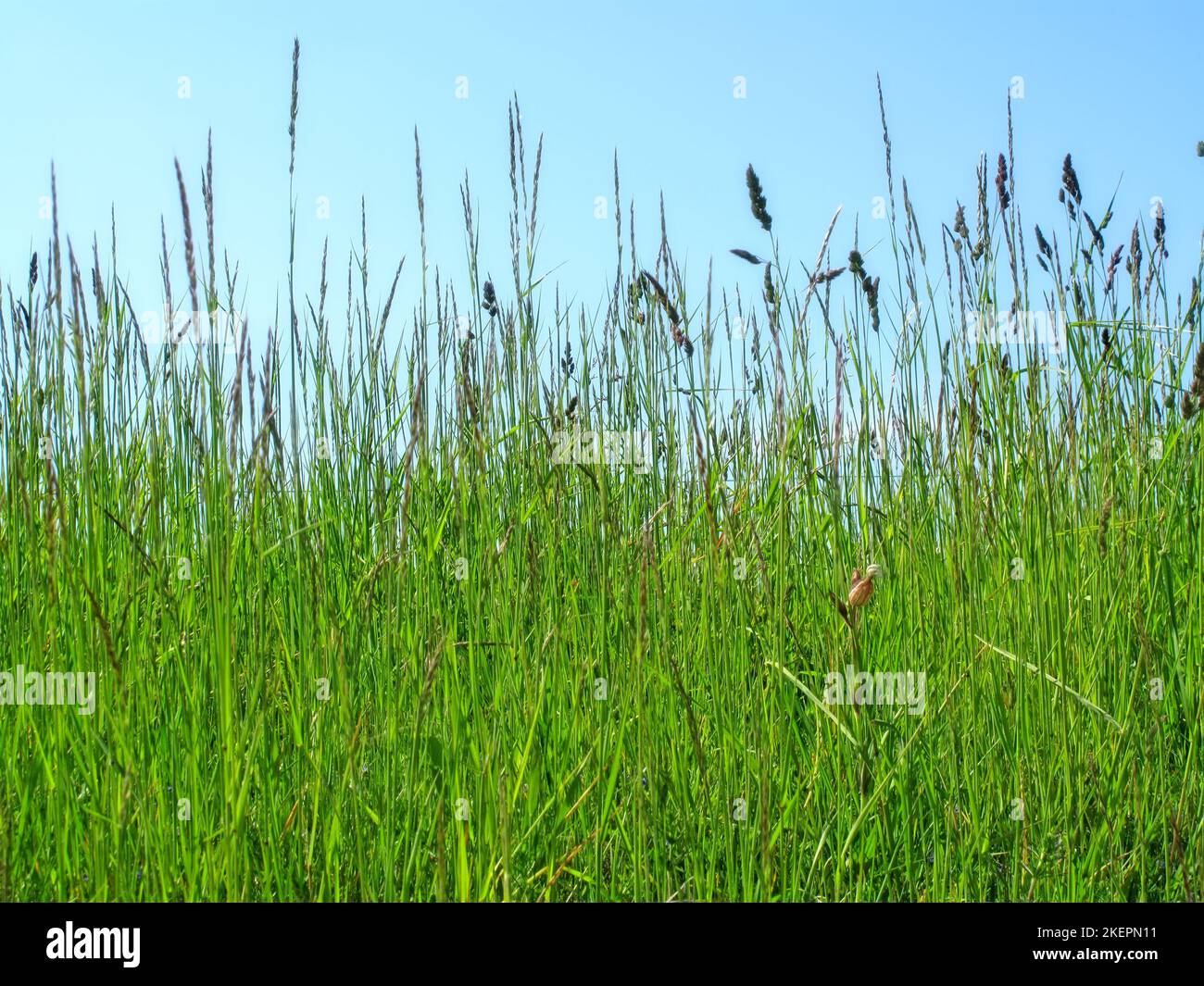 A photo of wildflowers in open landscape Stock Photo - Alamy
