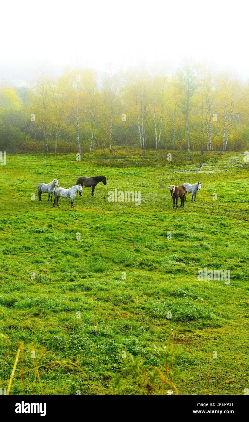 Springtime in the countryside. Farmland in springtime - Jutland ...