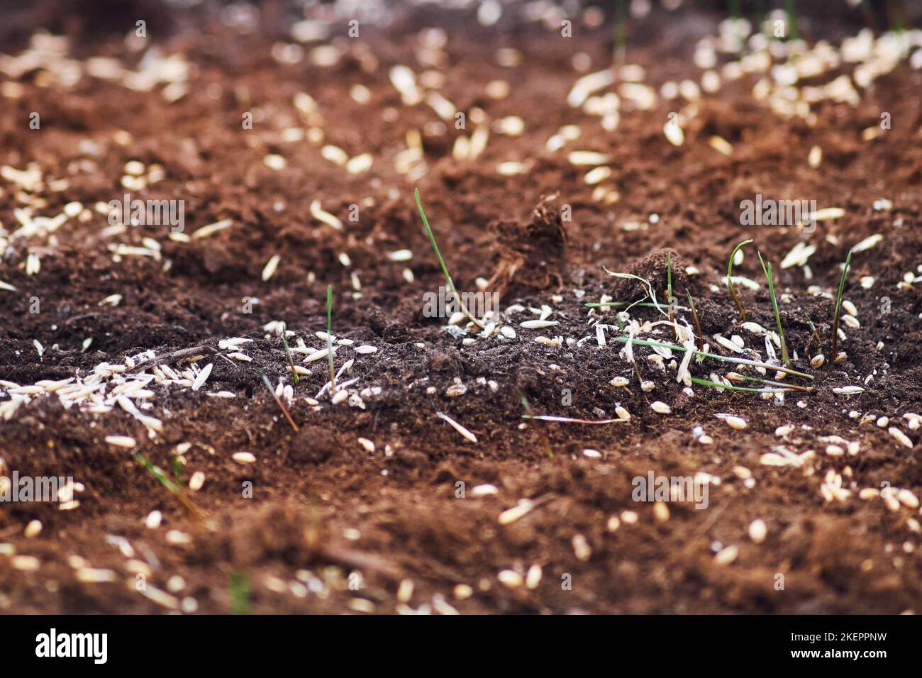 Planting seeds of wheat grains in the ground. Soil with seeds and ...