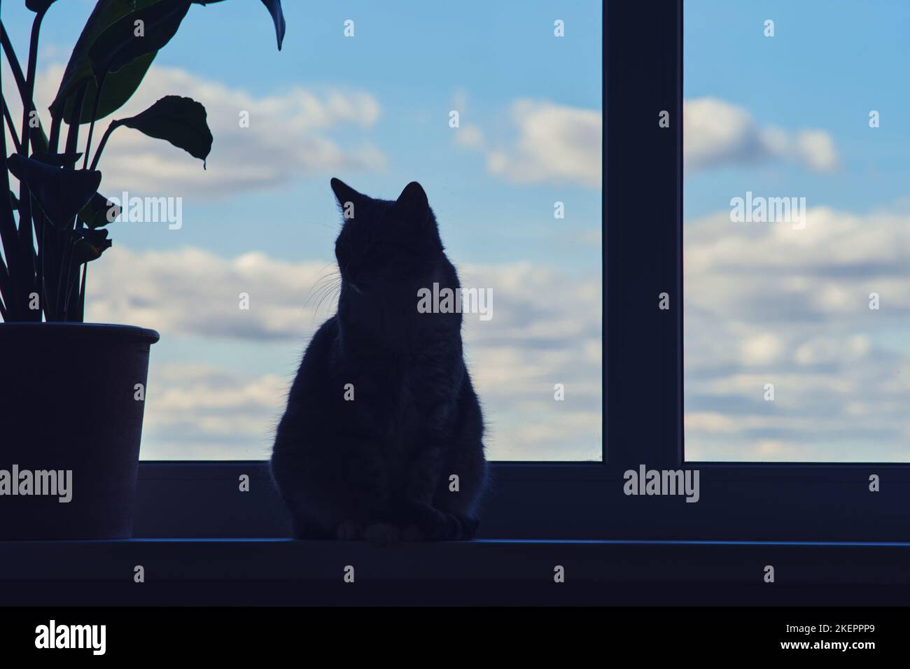 Silhouette of a cat at the window, a shadow pet on a window sill Stock ...