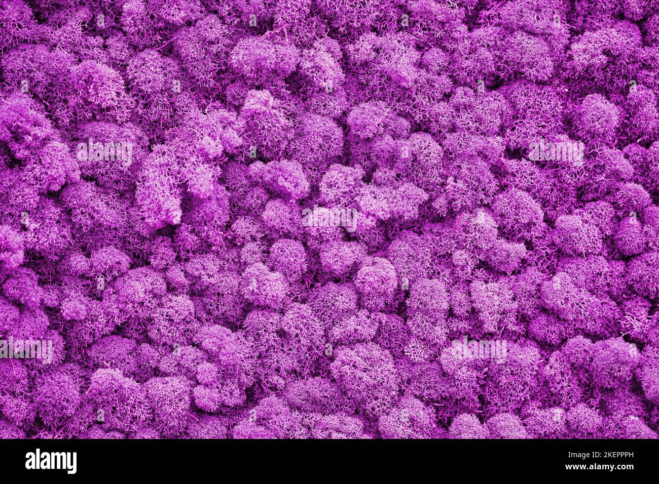 Decorative stabilized moss, close-up background. Moss texture Stock ...