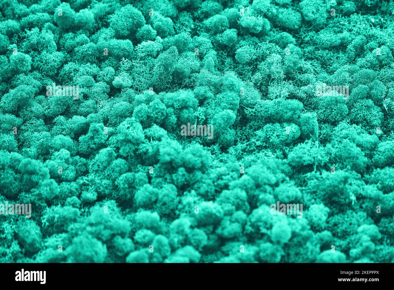 Decorative stabilized moss, close-up background. Moss texture Stock ...