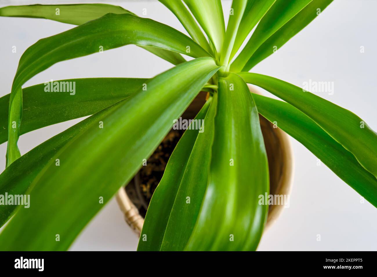 Indoor plant Yucca in a flower pot, top view. Home plant on white table ...