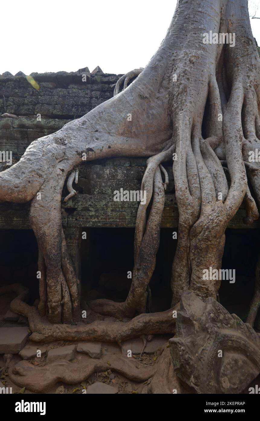 Angkor Wat Cambodia ruin historic khmer temple Tree Roots lost Culture ...