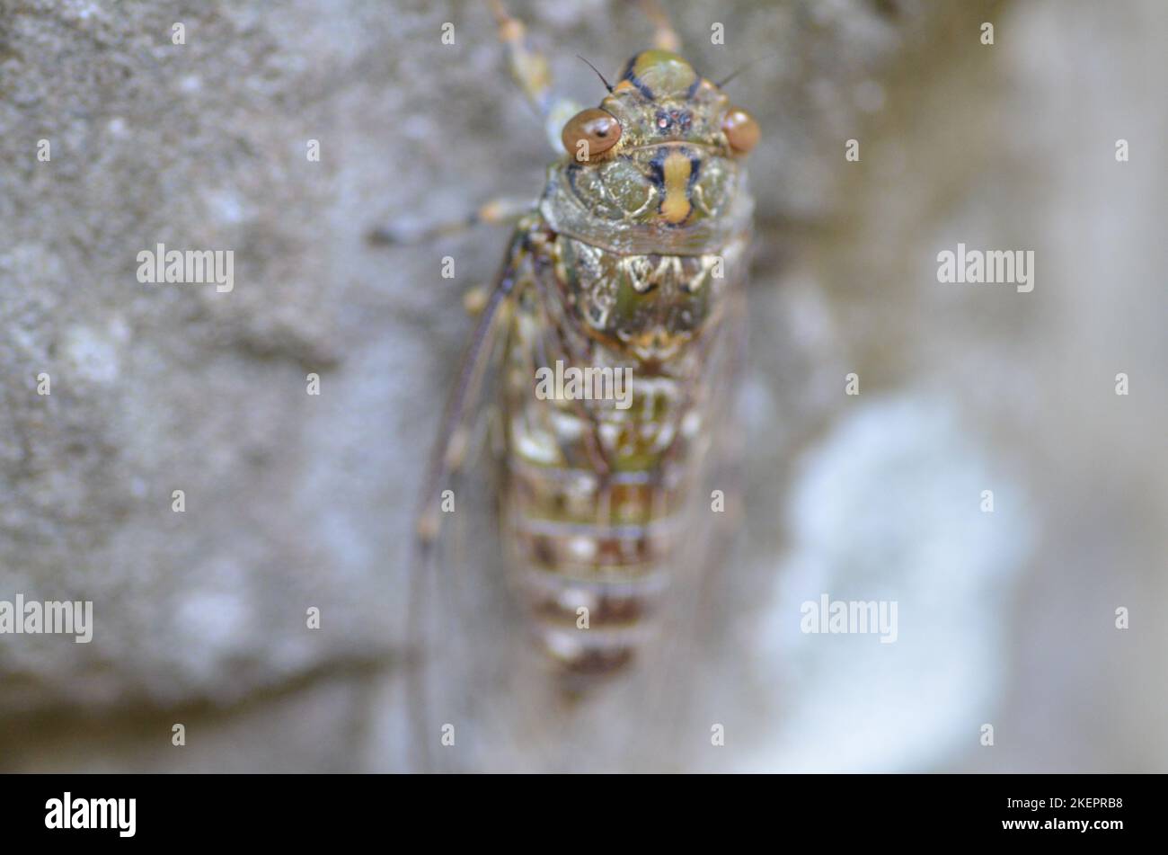 Zikade Animal Angkor Wat Cambodia ruin historic khmer temple Stock ...