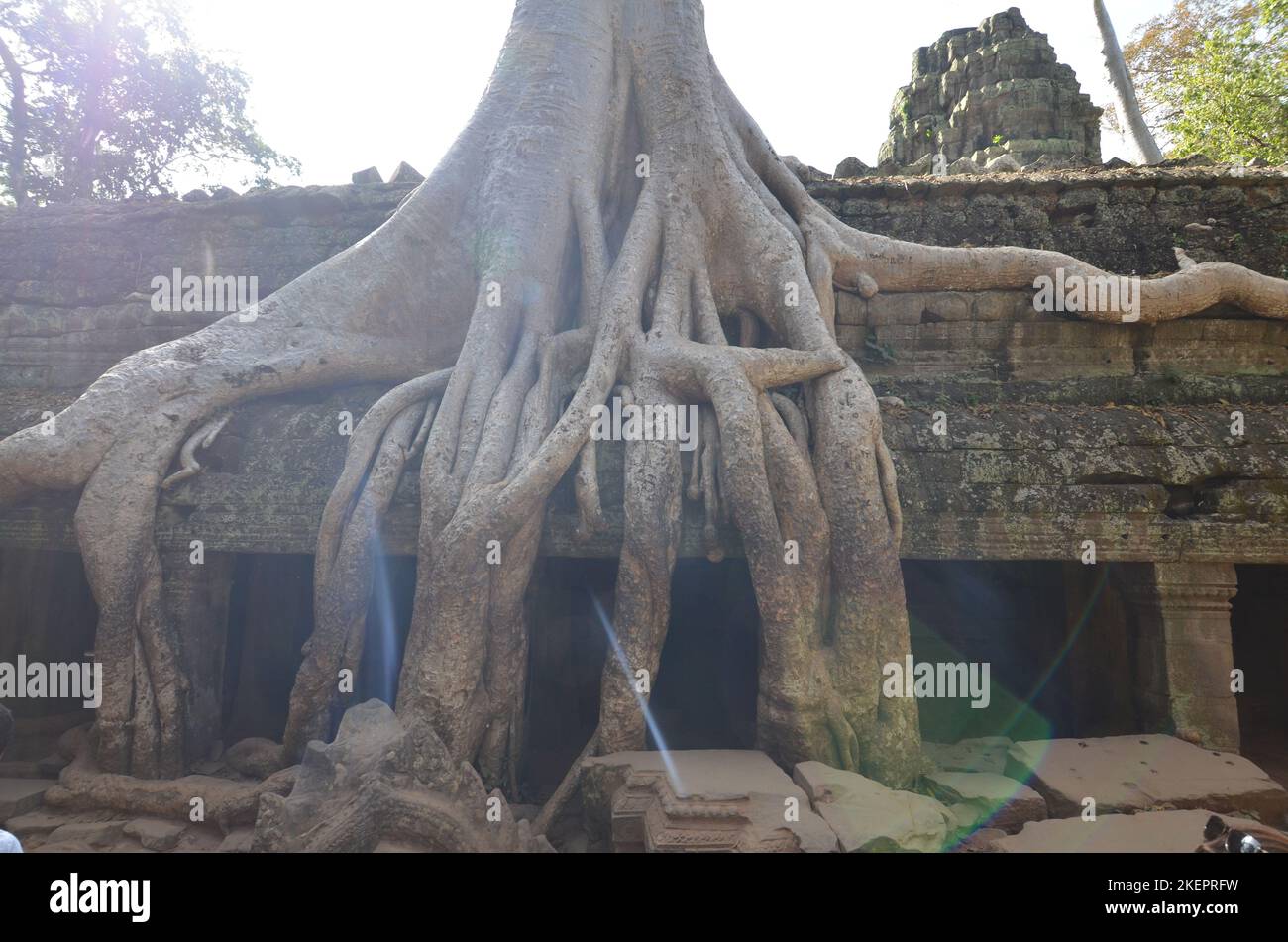 Angkor Wat Cambodia ruin historic khmer temple Tree Roots lost Culture ...