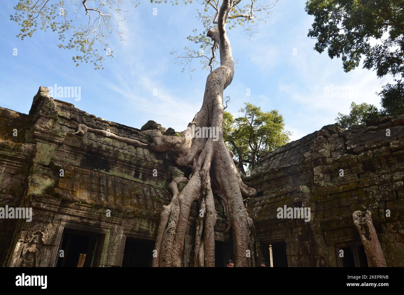 Angkor Wat Cambodia ruin historic khmer temple Tree Roots lost Culture ...