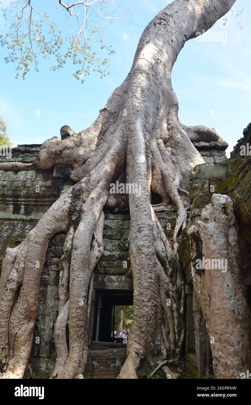 Angkor Wat Cambodia ruin historic khmer temple Tree Roots lost Culture ...