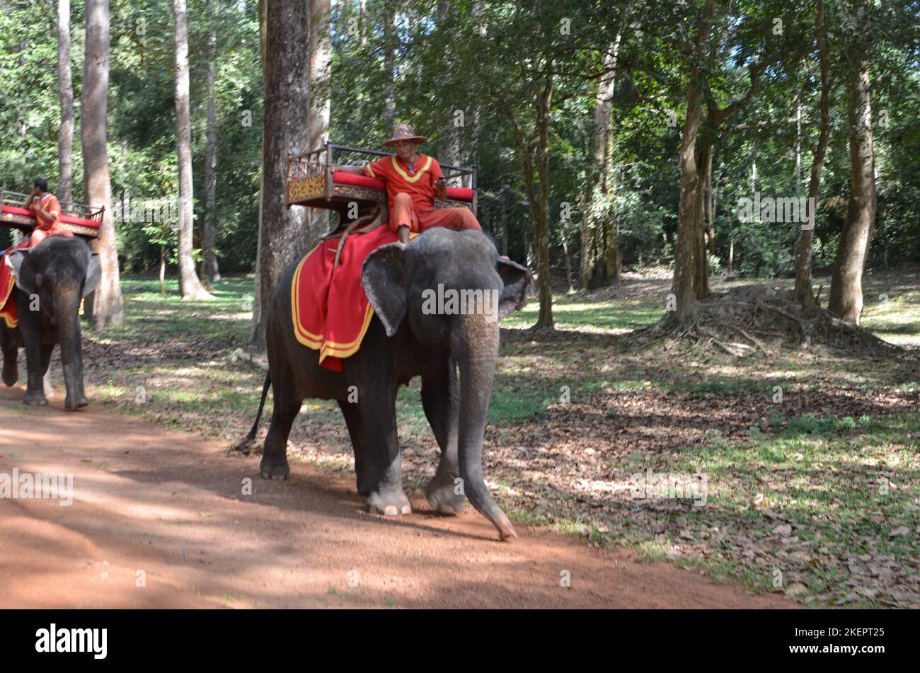 elephant riding Angkor Wat Cambodia ruin historic khmer temple Stock ...
