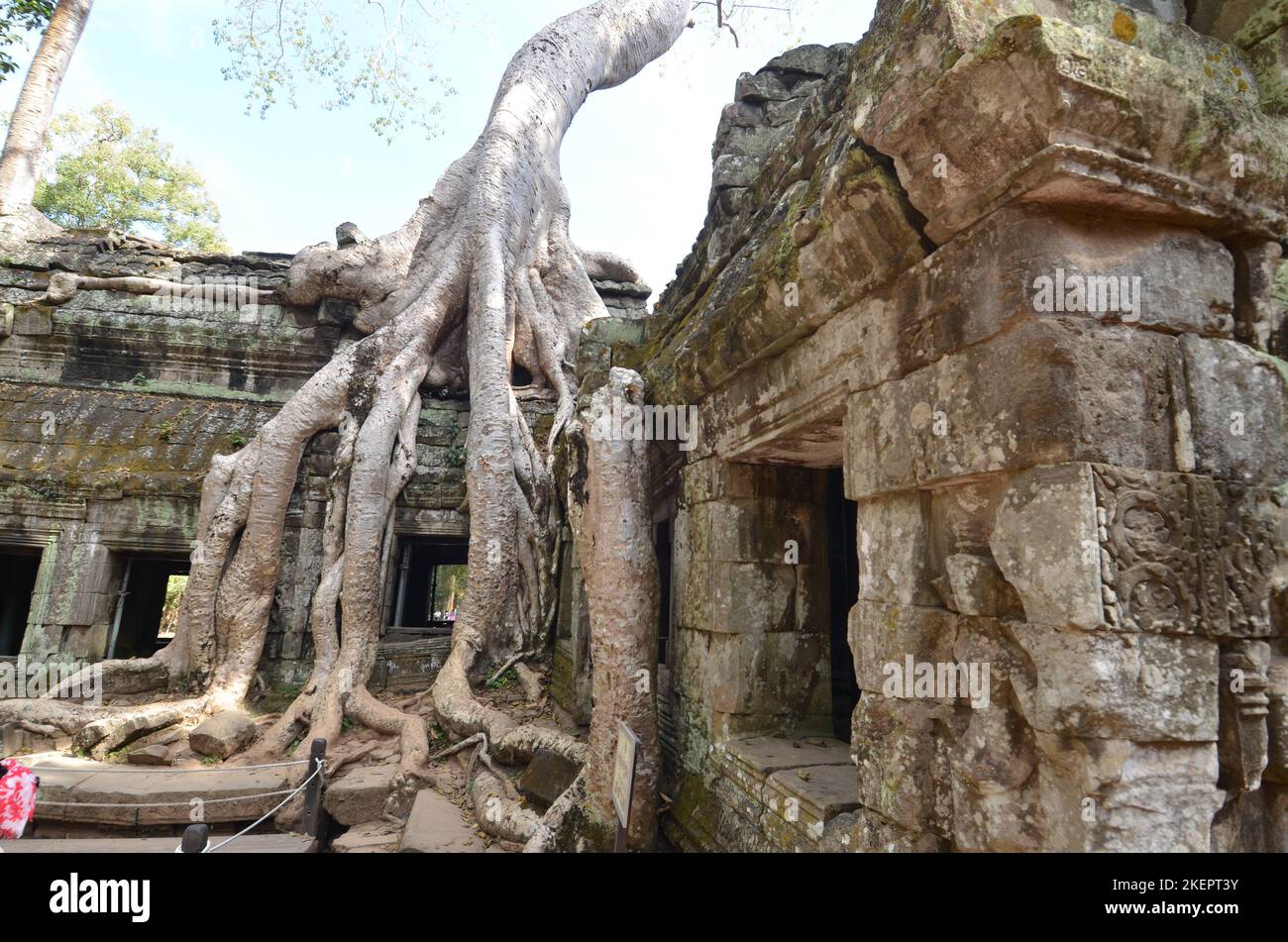 Angkor Wat Cambodia ruin historic khmer temple Tree Roots lost Culture ...