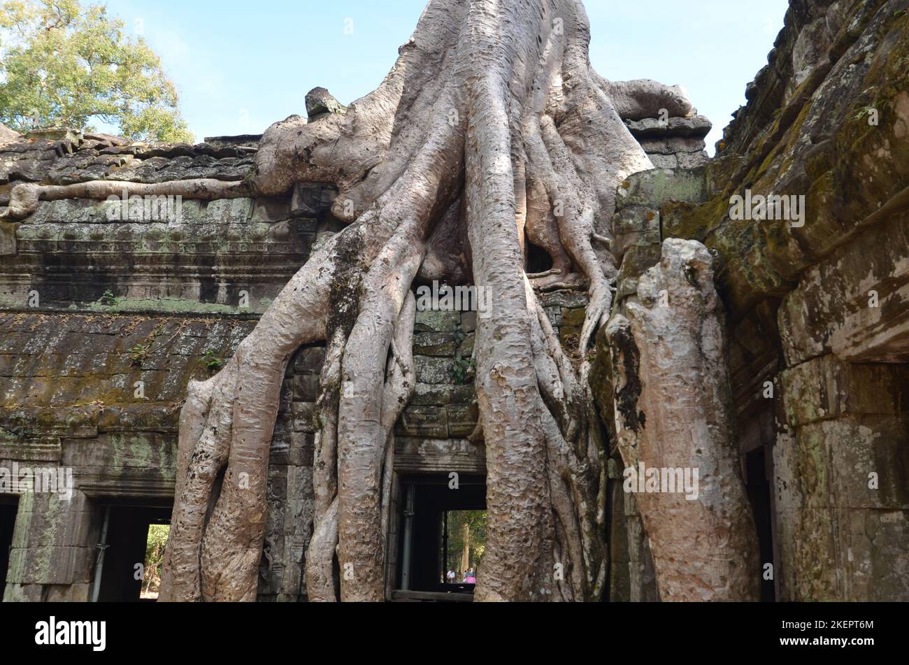 Angkor Wat Cambodia ruin historic khmer temple Tree Roots lost Culture ...