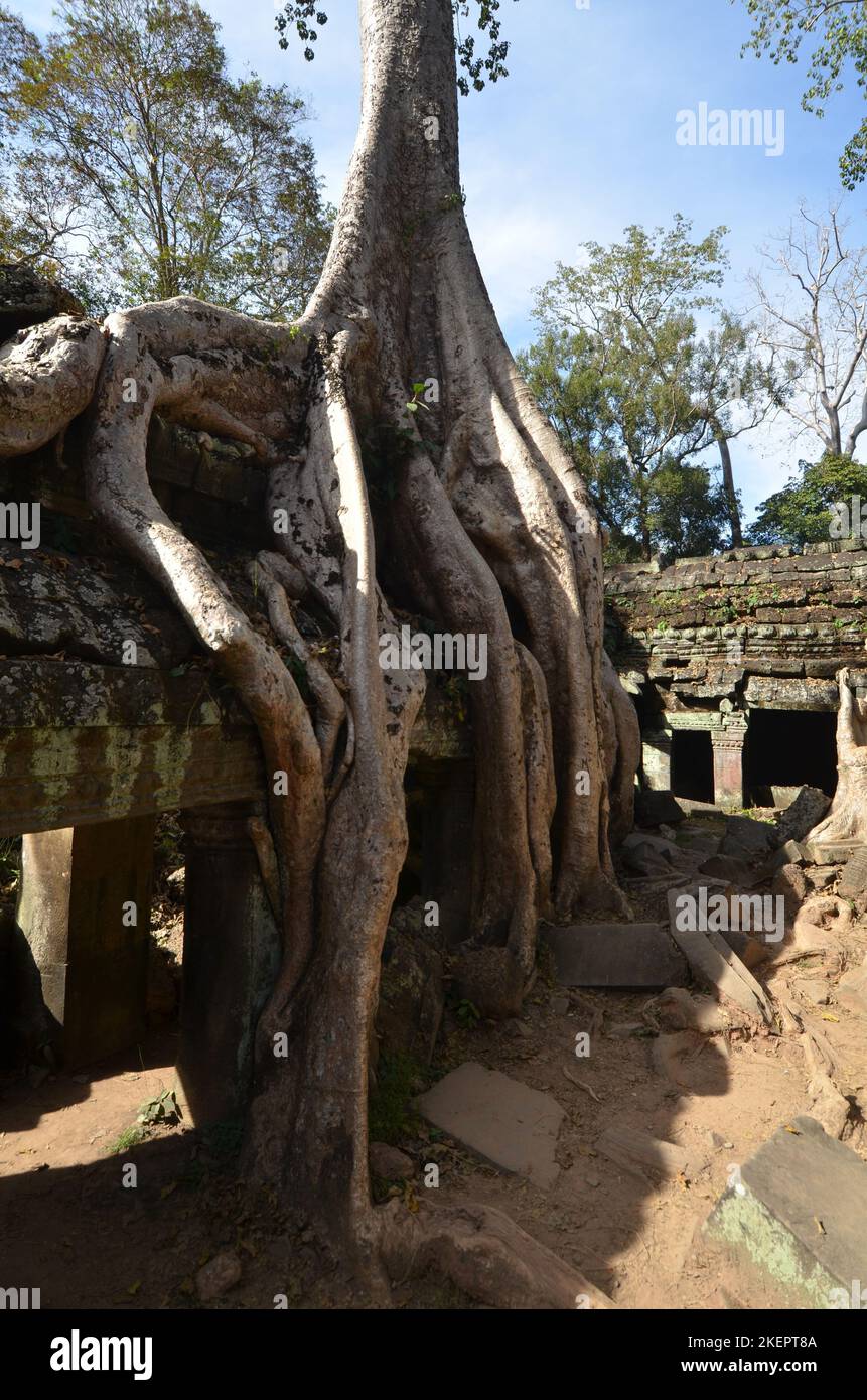 Angkor Wat Cambodia ruin historic khmer temple Tree Roots lost Culture ...