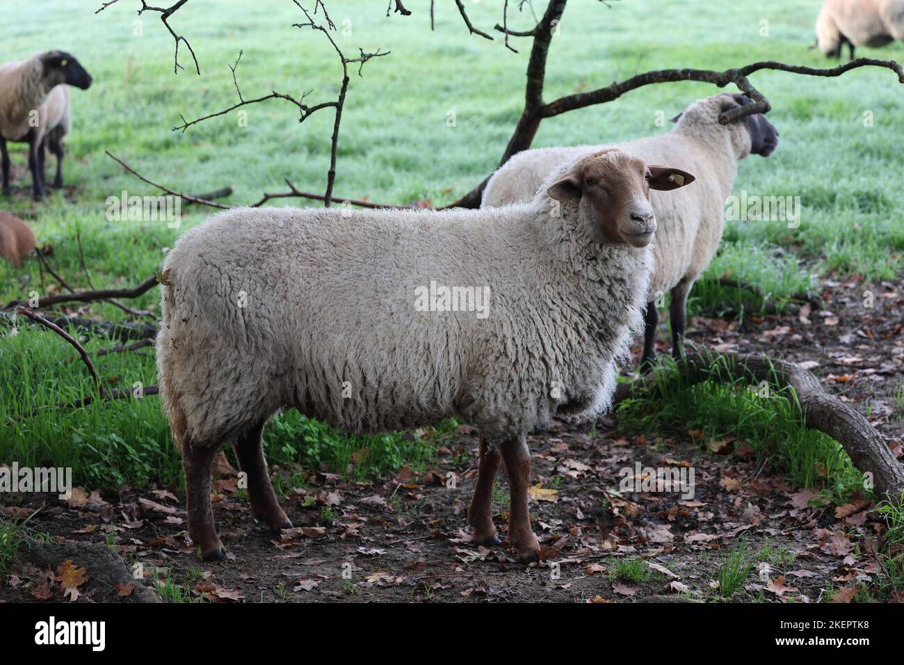 sheep in a nature like environment in late autumn Stock Photo - Alamy
