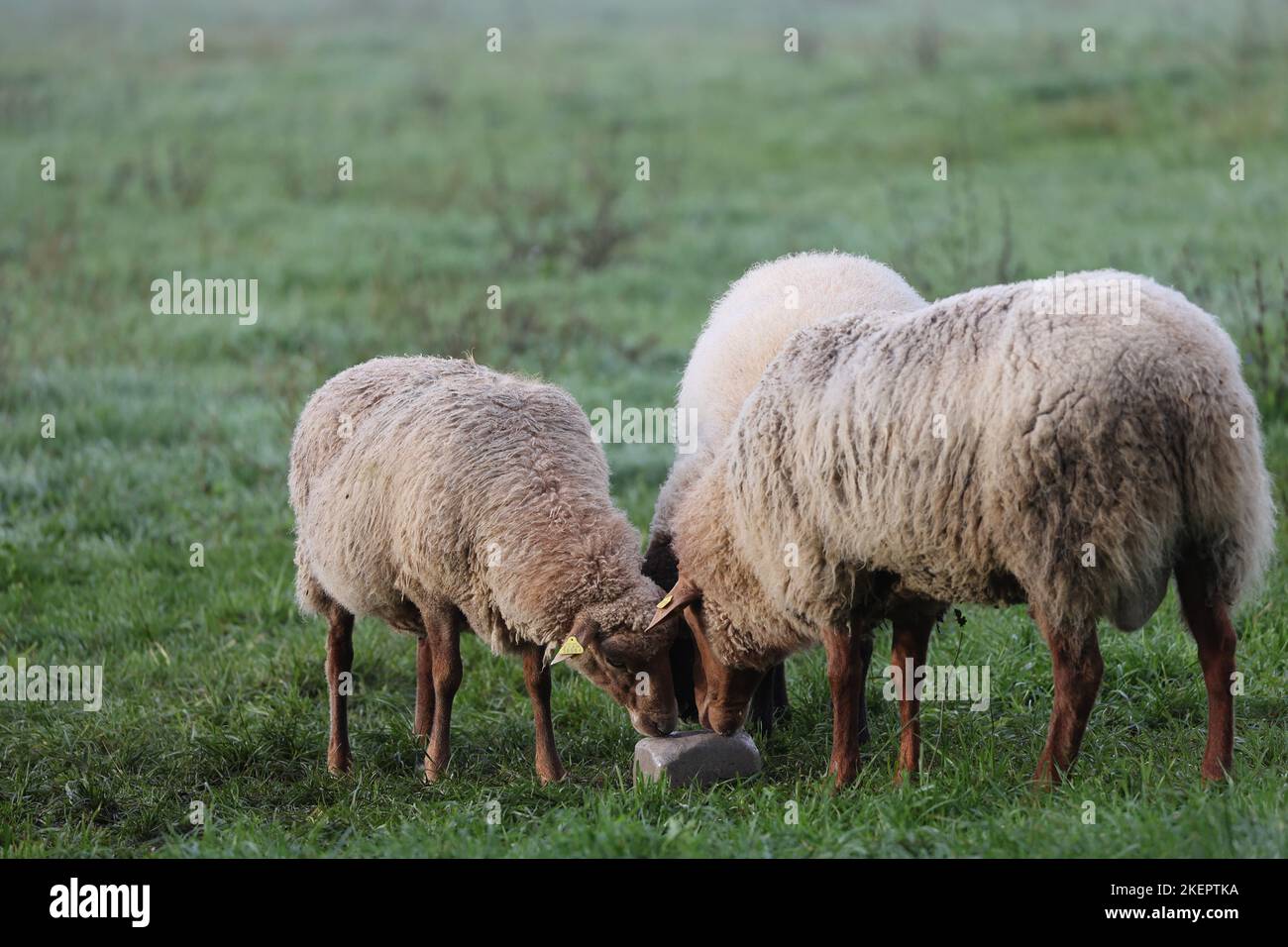 three sheep licking salt on a meadow with green grass Stock Photo - Alamy