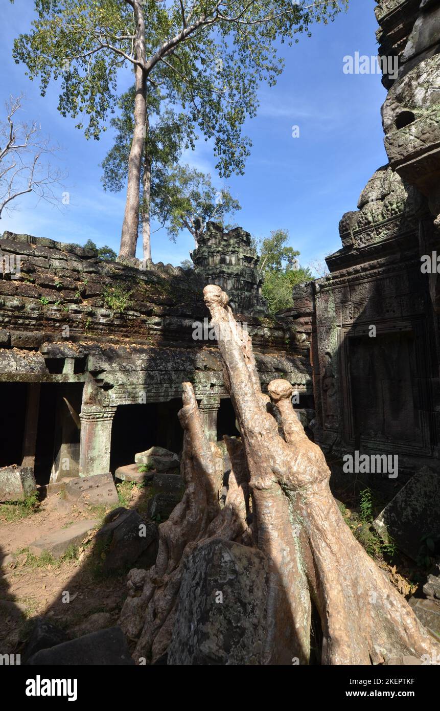 Angkor Wat Cambodia ruin historic khmer temple Tree Roots lost Culture ...