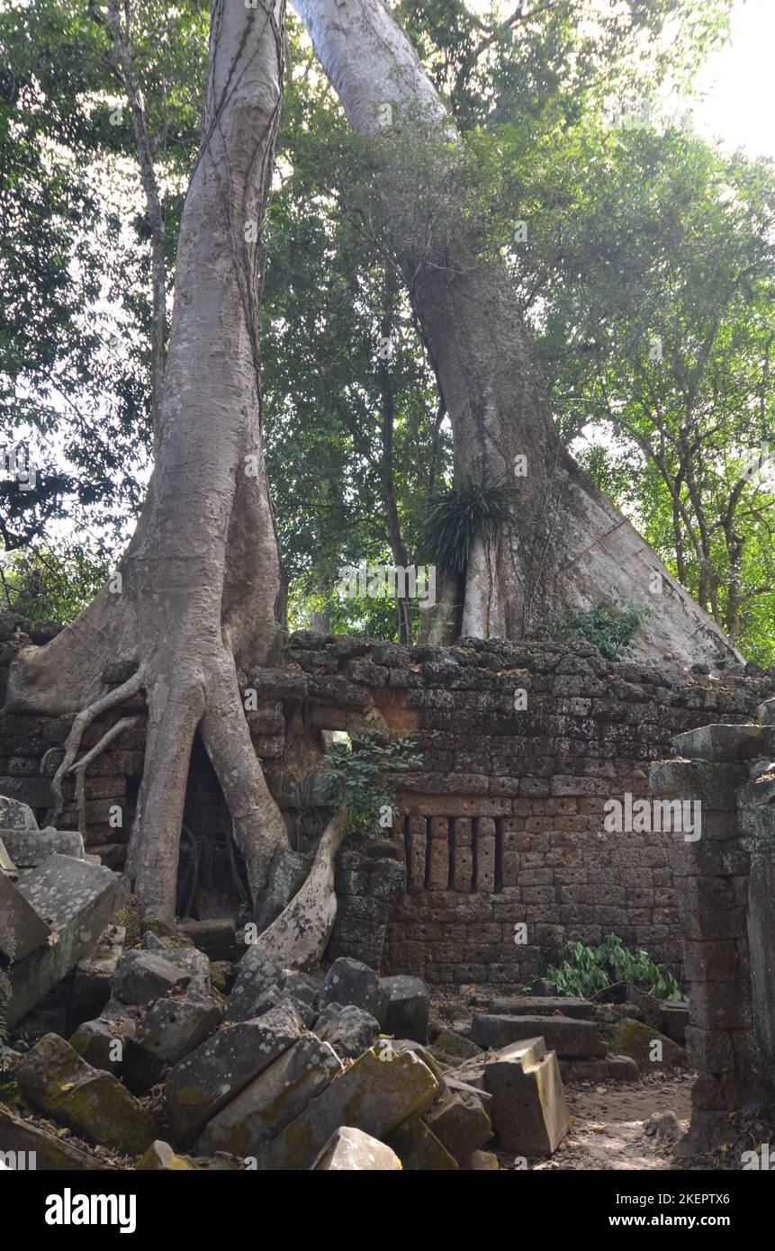 Angkor Wat Cambodia ruin historic khmer temple Tree Roots lost Culture ...