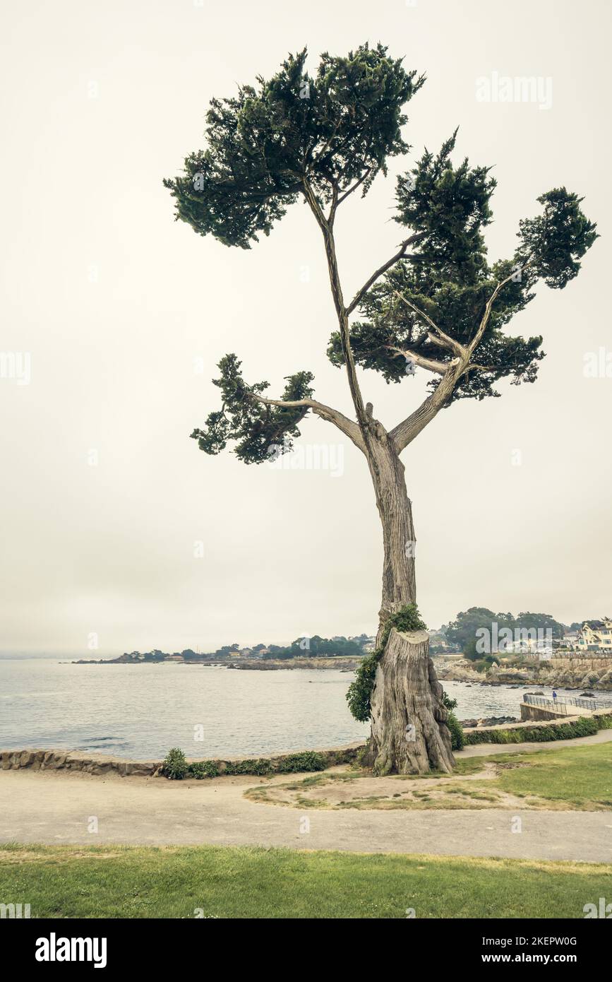 Monterey cypress tree on the beach, Central Coast of California Stock ...