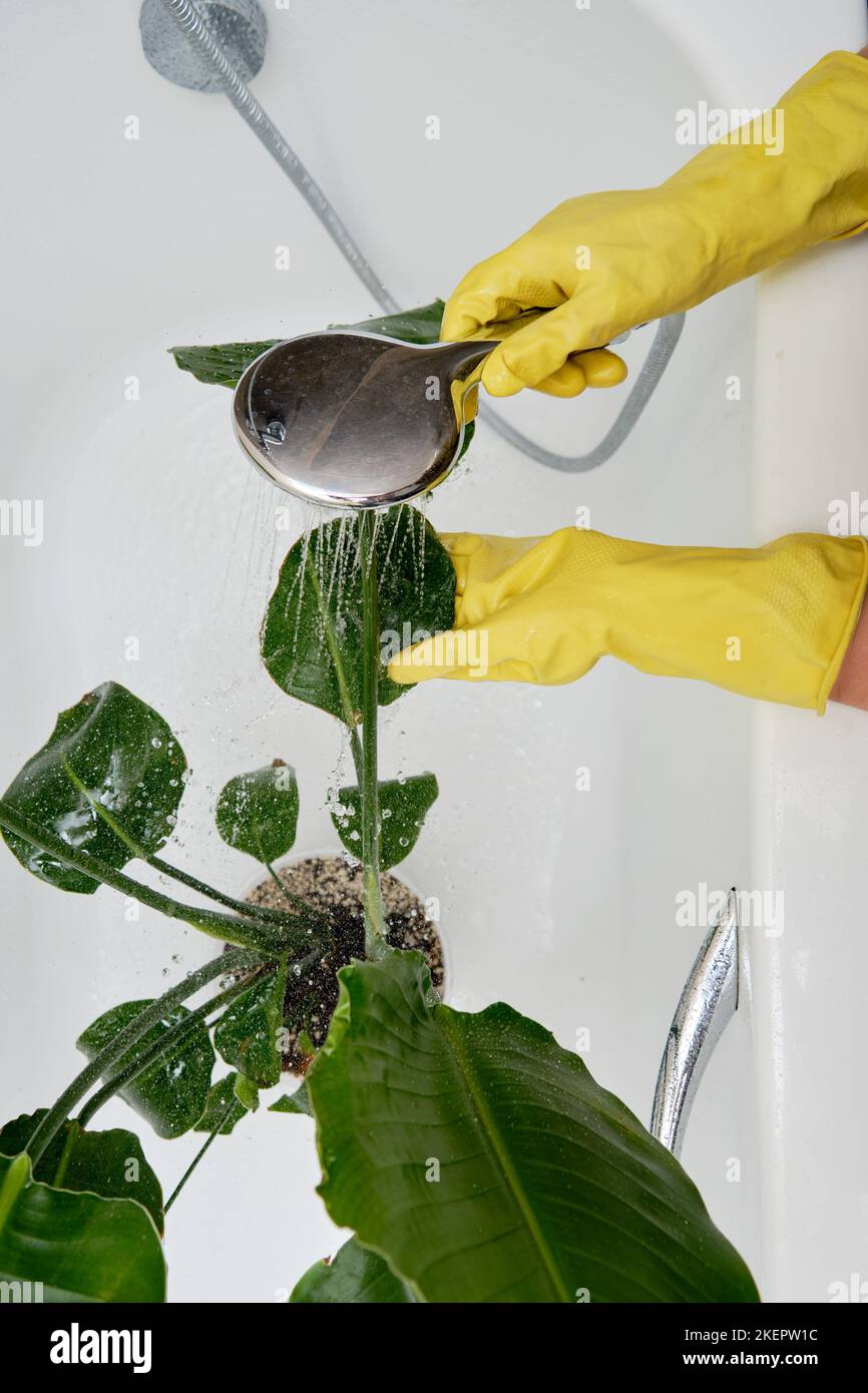 Washing plants in the home bathroom for cleaning from insects and ...