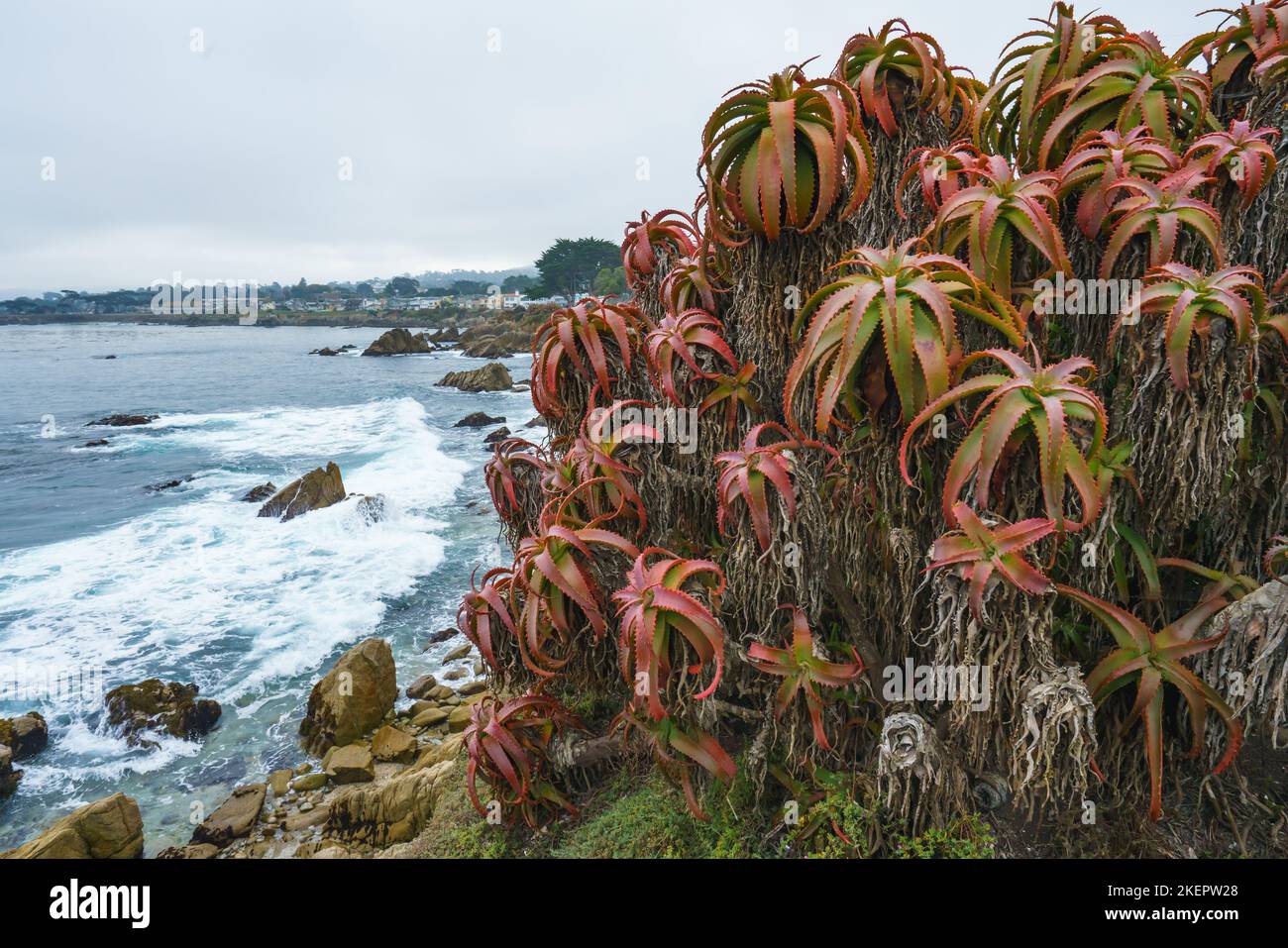 Aloe Arborescens or Torch Aloe on the beach. Attractive Aloe plant ...