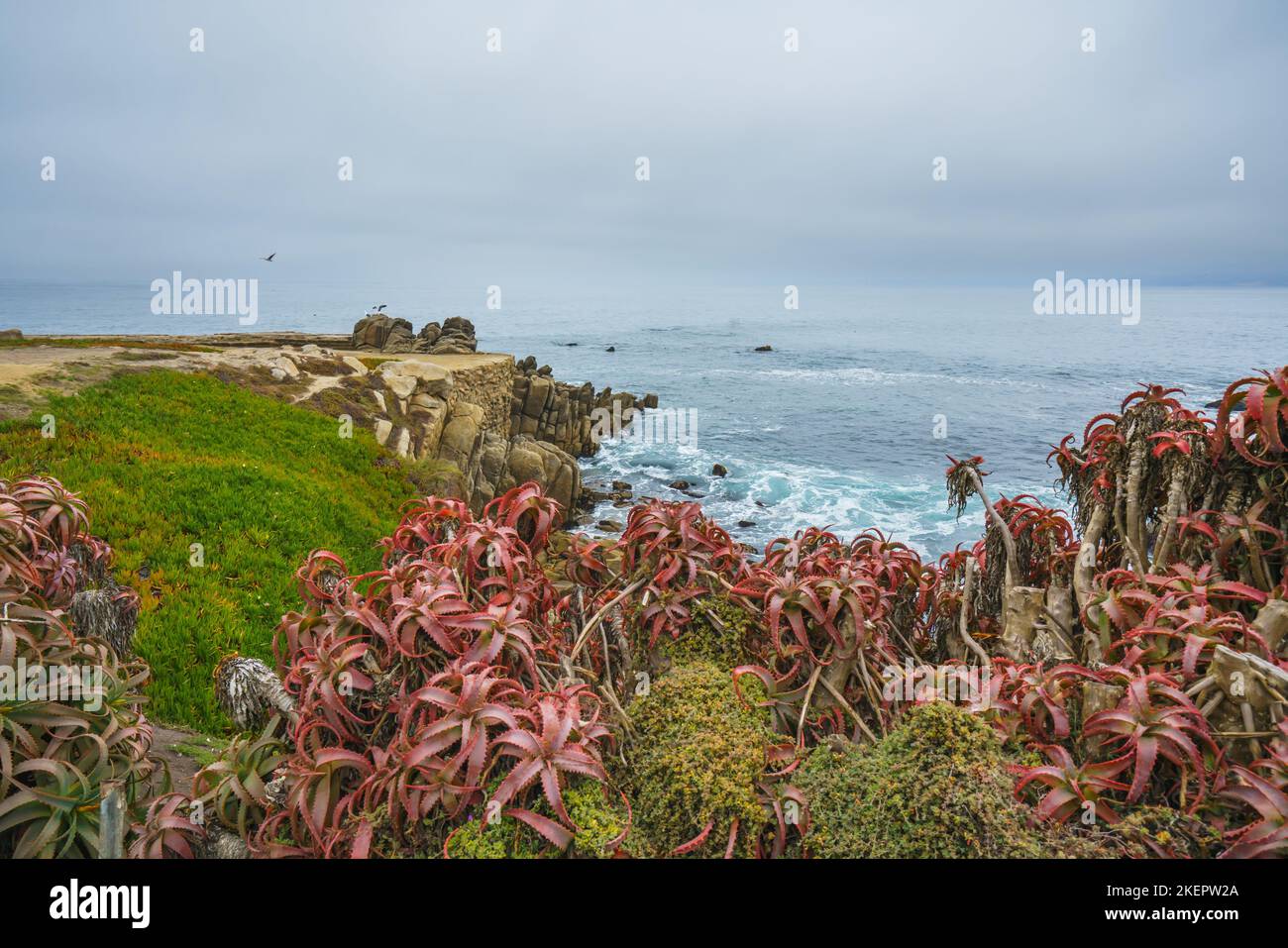 Attractive giant Aloe Vera bushes growing along the shore, California's ...