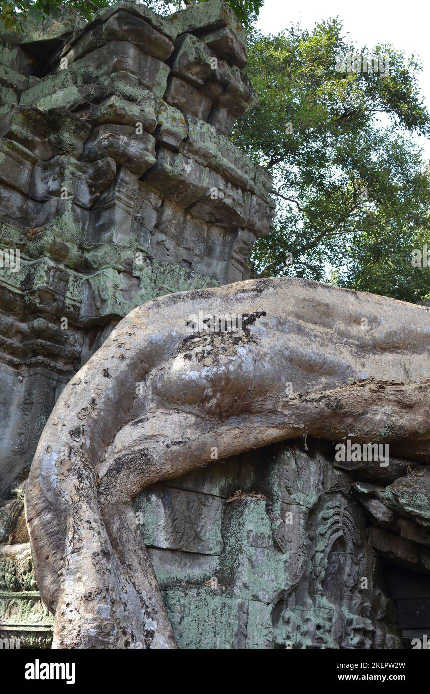 Angkor Wat Cambodia ruin historic khmer temple Tree Roots lost Culture ...