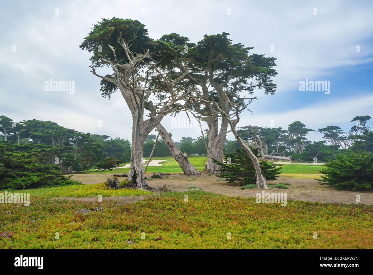 Monterey cypress trees hi-res stock photography and images - Alamy