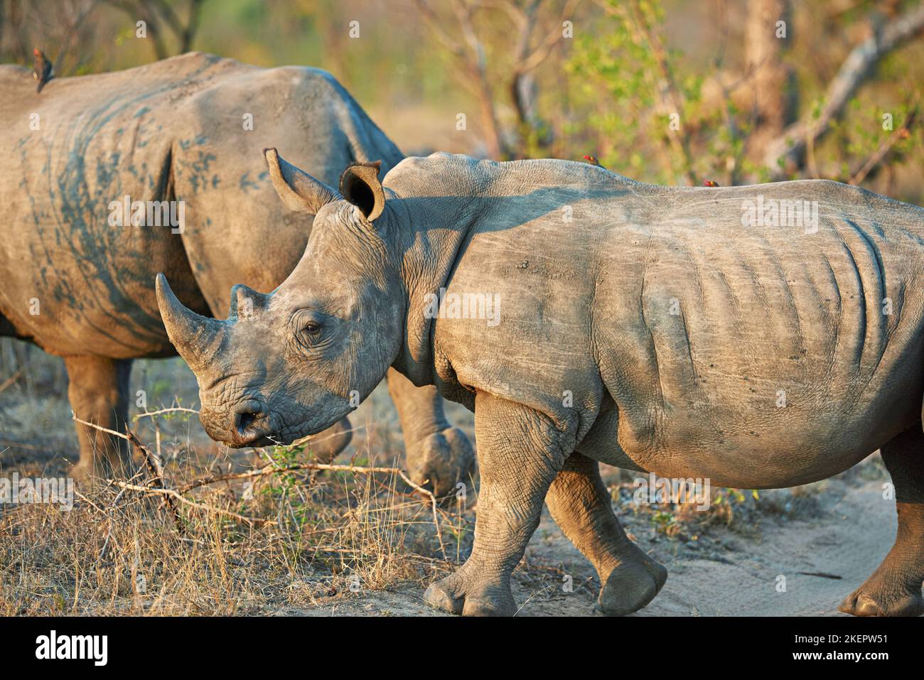 We must protect the rhino. two rhinos in their natural habitat Stock ...