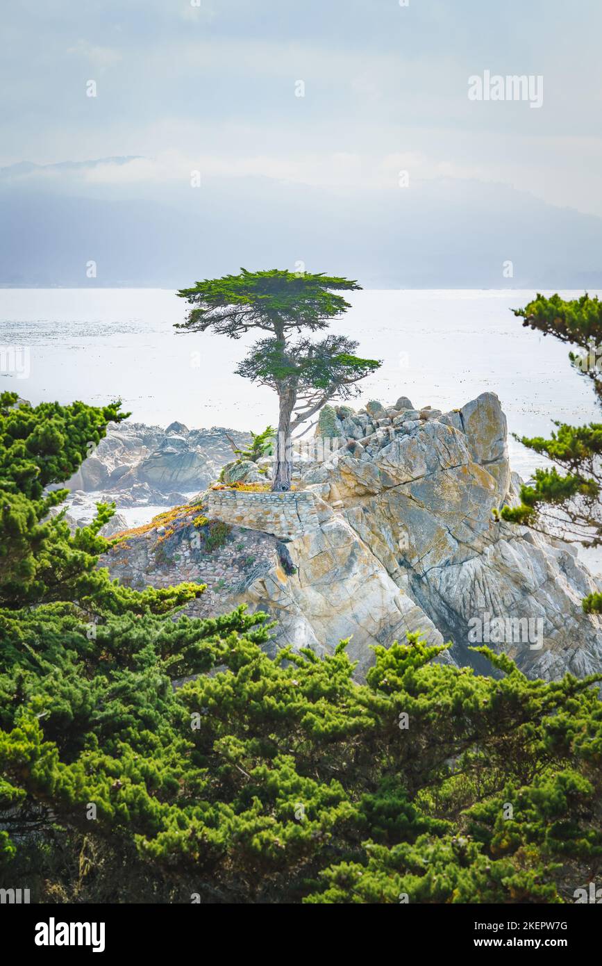 The Lone Cypress is an iconic tree that stands on top of a granite ...