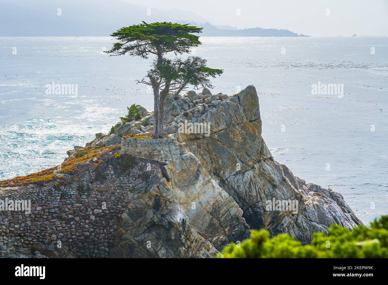 The Lone Cypress is an iconic tree that stands on top of a granite ...