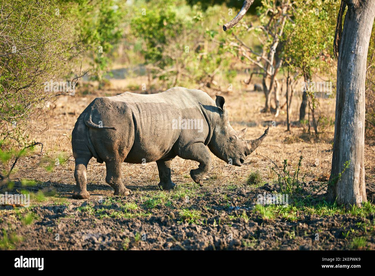 Safe habitat for wildlife hi-res stock photography and images - Alamy