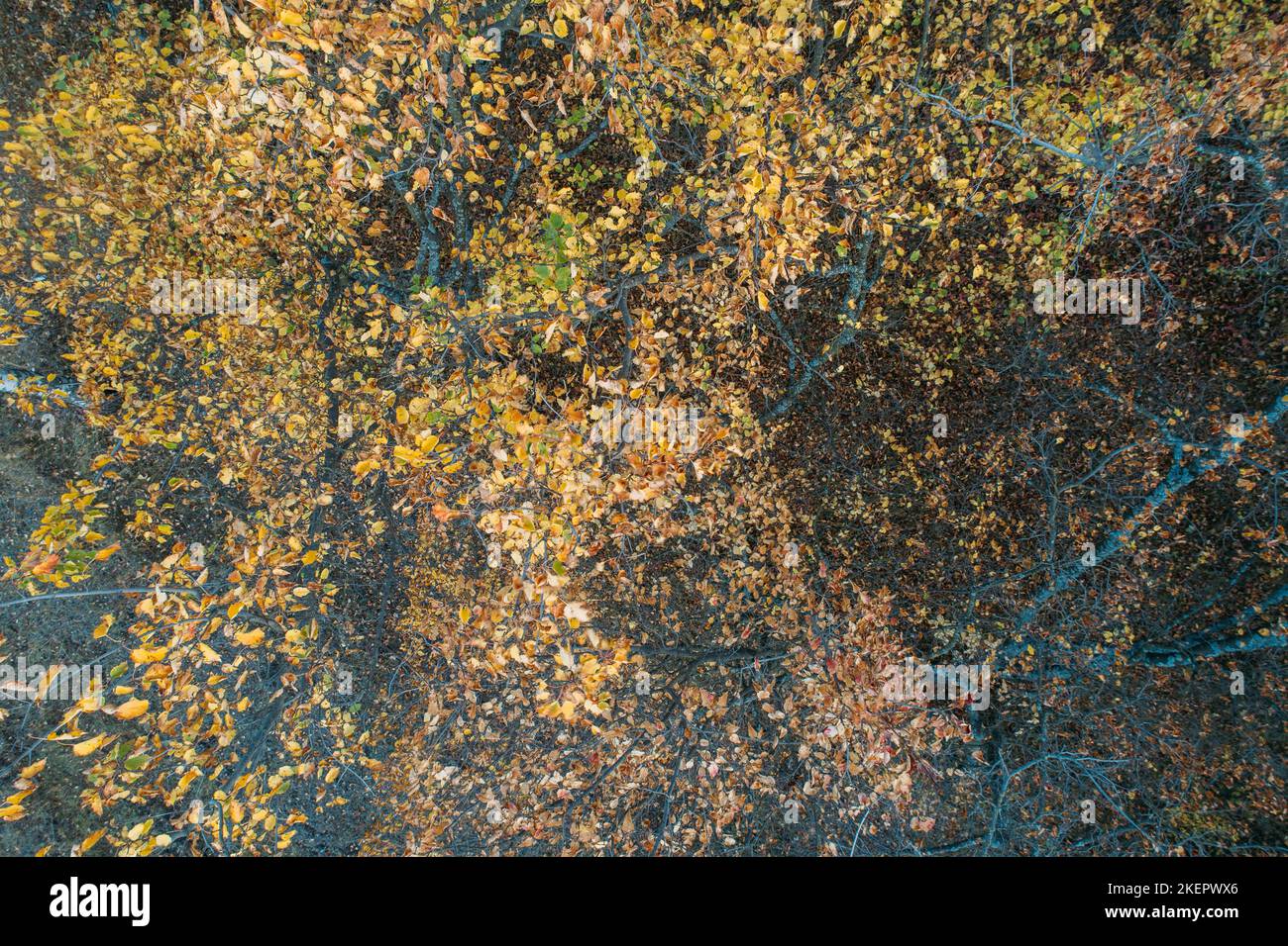 Flyover forest hi-res stock photography and images - Alamy