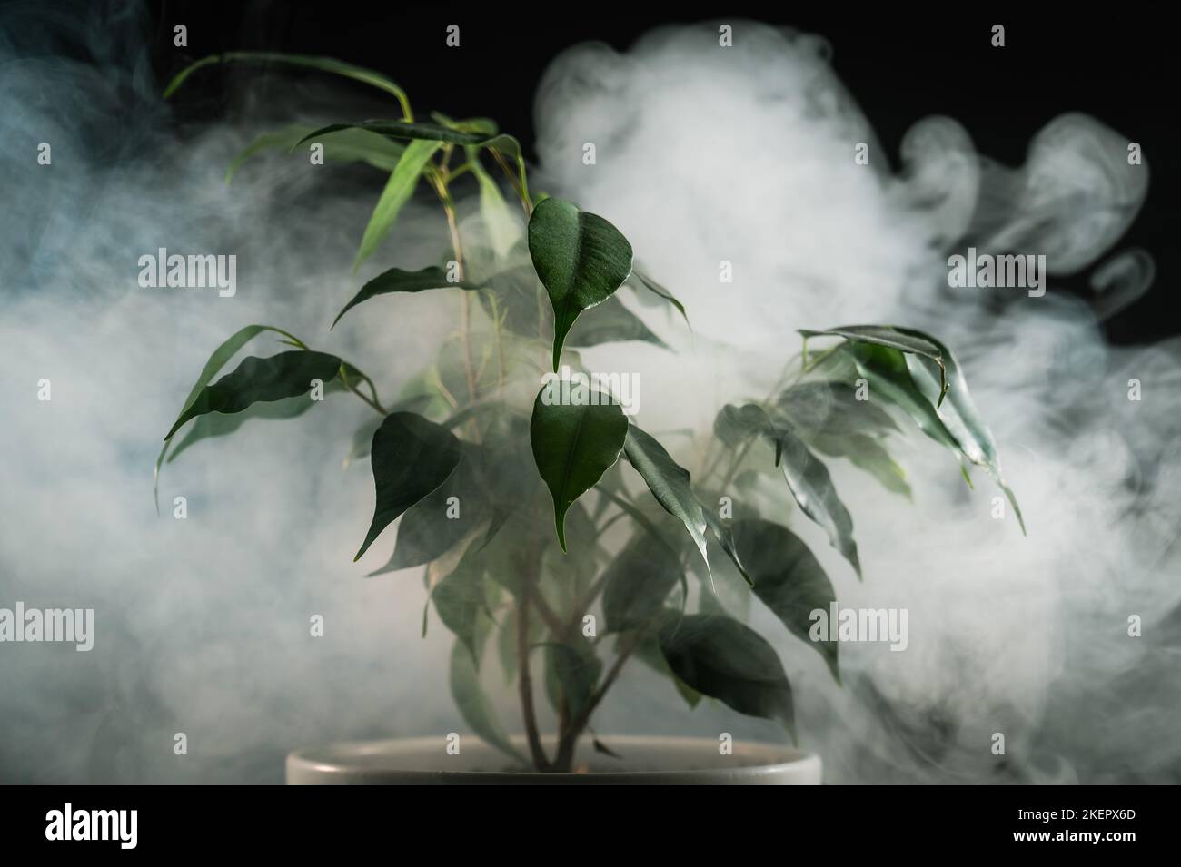 Smoke on a ficus in a pot on a black background Stock Photo - Alamy