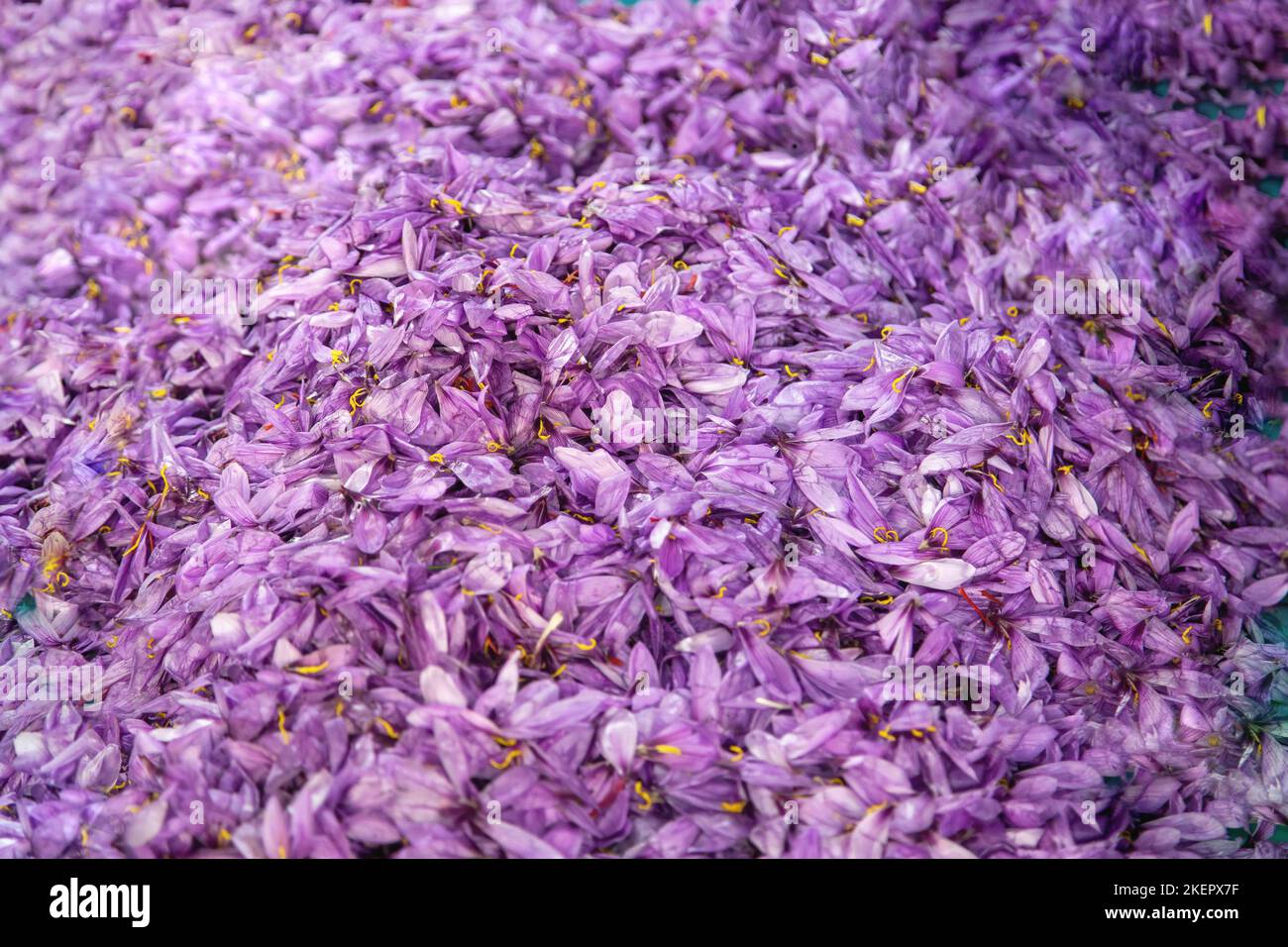 Crocus saffron flowers background. Crocus sativus purple petals close ...