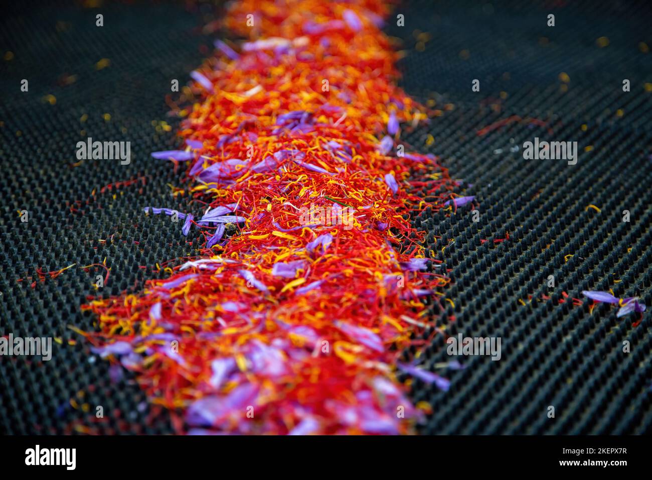 Saffron separation process, Crocus threads pile on black background ...