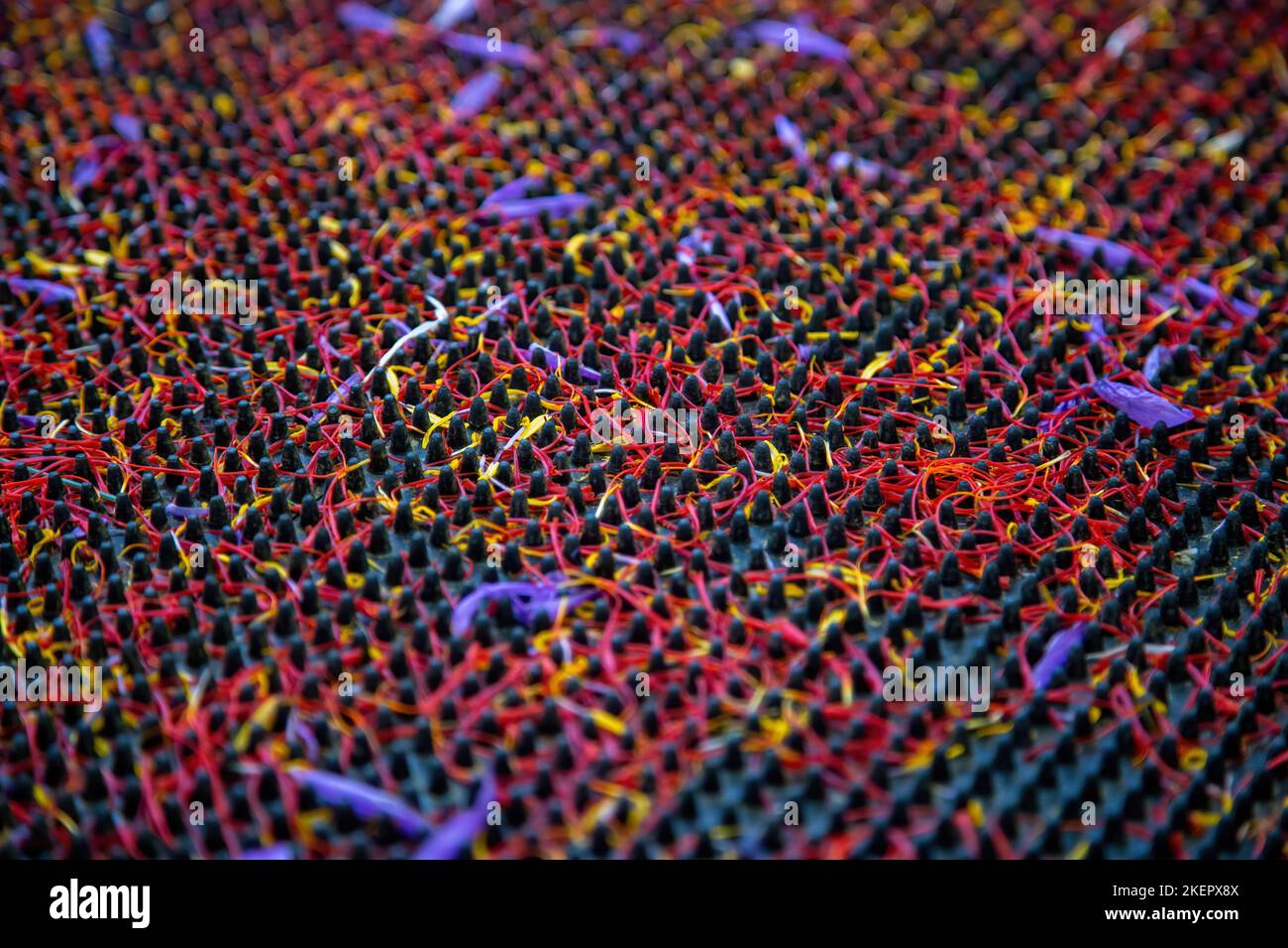 Saffron separation process, Crocus threads on black separator. Flower ...