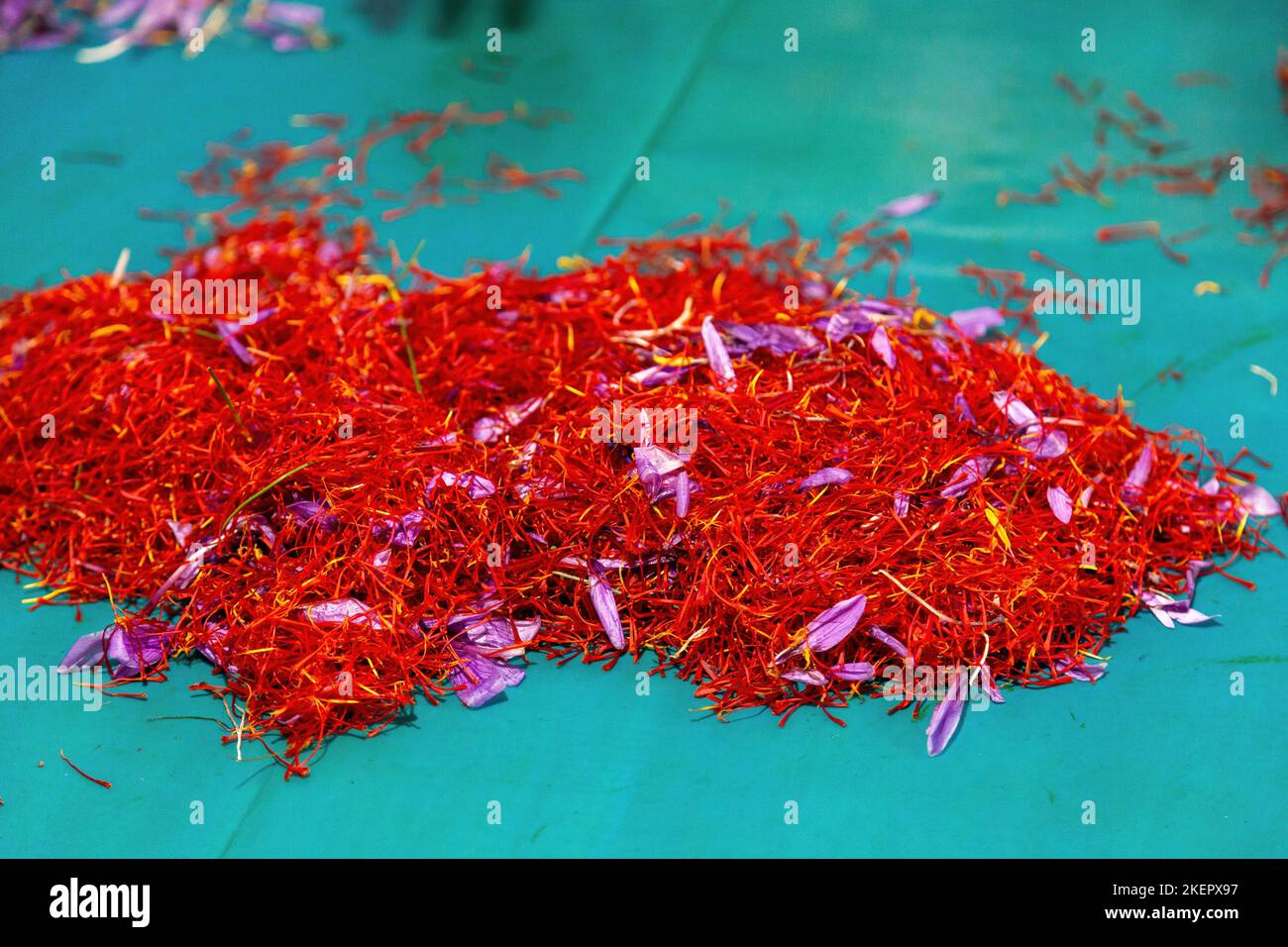Saffron flower stamens and petals close up, Crocus separation process ...