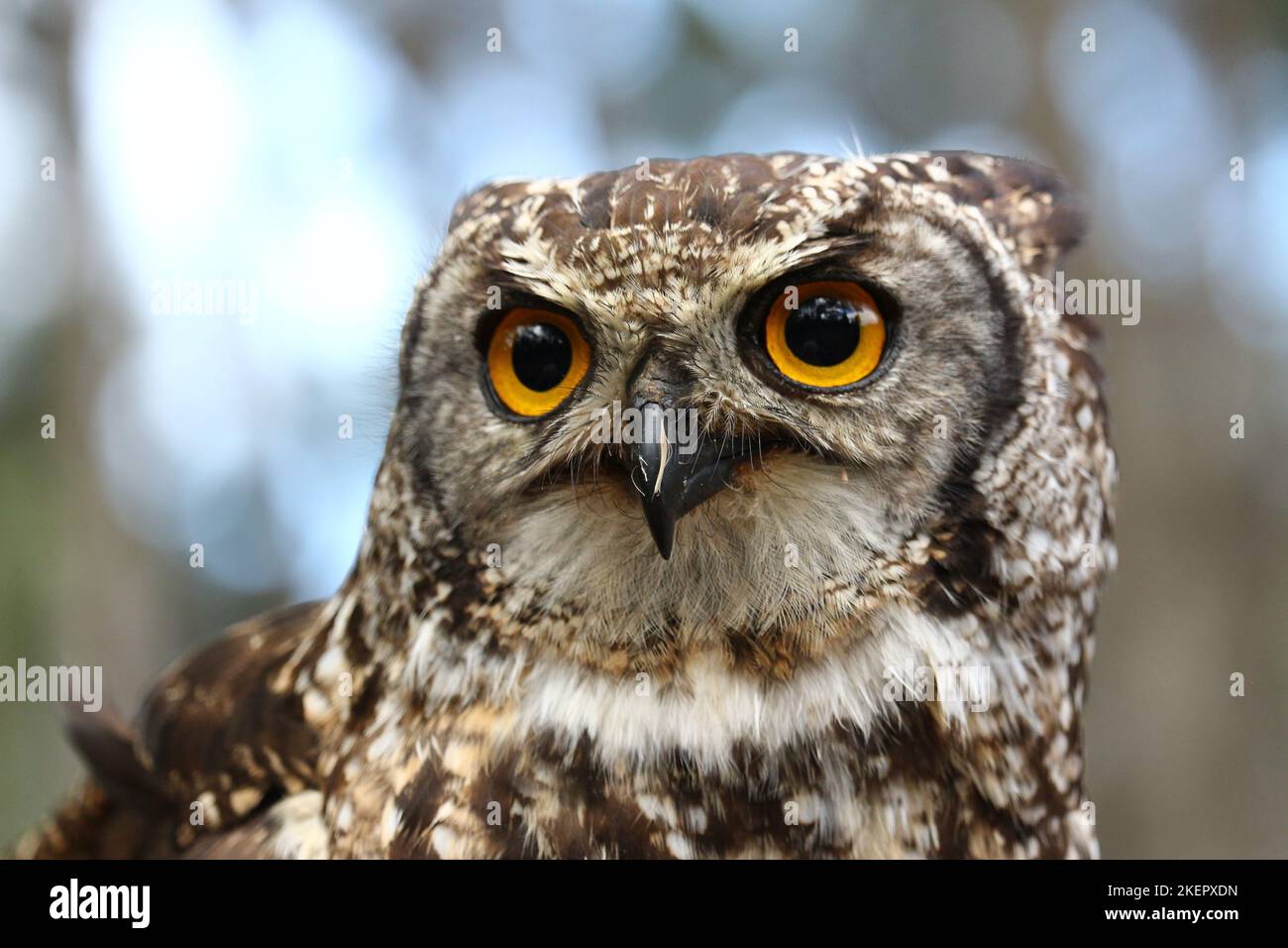 Owl with yellow eyes Stock Photo - Alamy